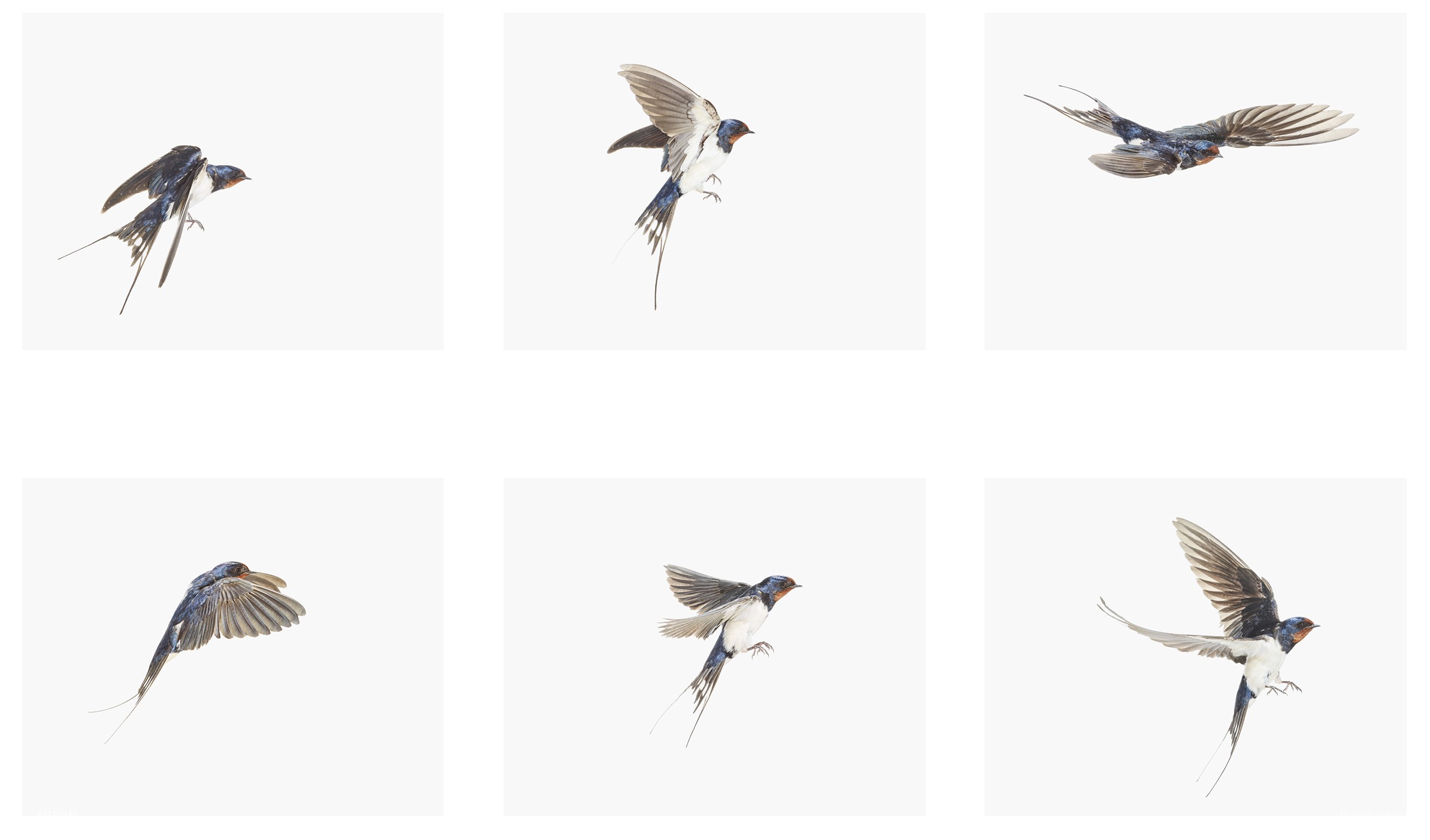 Hirundo rustica 1-6 | Sanna Kannisto | Helsinki Contemporary